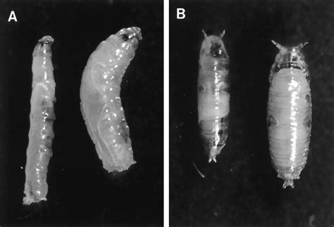 Drosophila Larvae Wandering 3rd Instar Stage Youtube