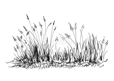Hand Sketch Grass Stock Vector Illustration Of Abstract 56432723