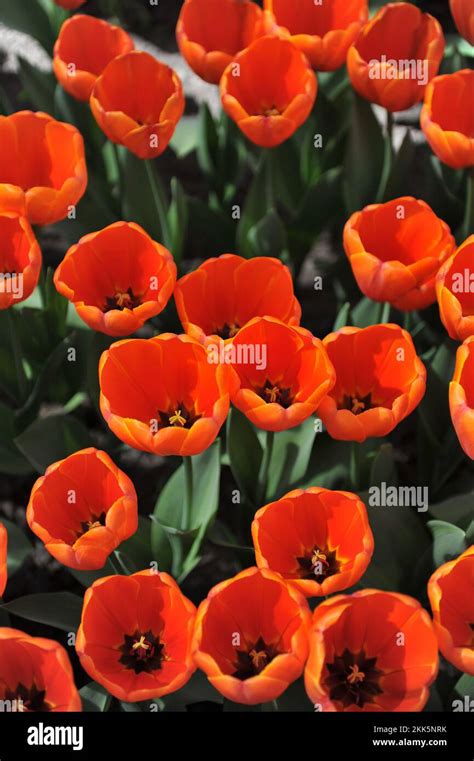 Orange Darwin Hybrid tulips (Tulipa) Triple A bloom in a garden in ...