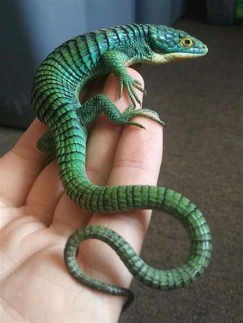 Abronia Graminea Mexican Arboreal Alligator Lizard Lizard Reptiles