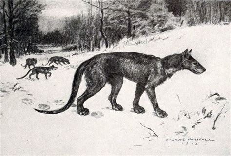 Daphoenodon A Fascinating Prehistoric Animal