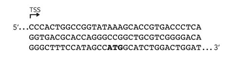 Solved The Following Dna Sequence Shows The Coding Strand Of