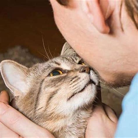 Why Do Cats Bump Heads With Other Cats Diy Seattle