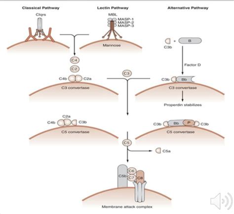 Immunology Quiz 2 Flashcards Quizlet