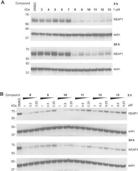 Evaluation Of Protacs With Different Linkers On The Degradation Of Download Scientific Diagram