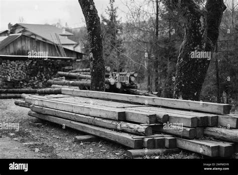 log spruce trunks pile sawn trees from the forest logging timber wood