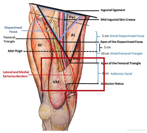 Adductor Canal Block Openanesthesia