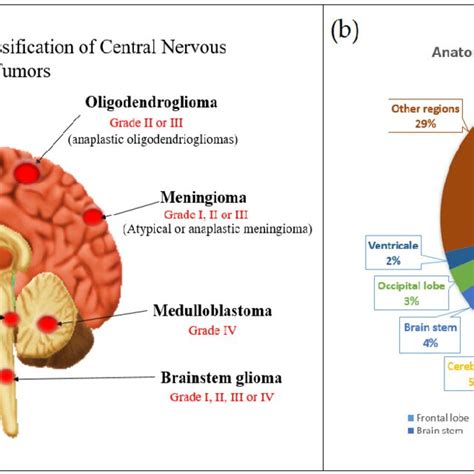 Illustration Of The Most Common Central Nervous System Tumors A Who Download Scientific