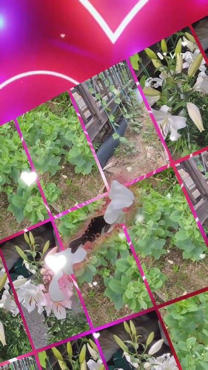 자연 마음약방 아로마오일구매 건강관리 수세미키우기 Youtube