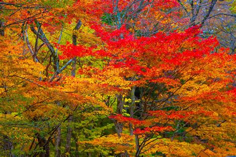Why Leaves Change Color In The Fall Gardeners Path