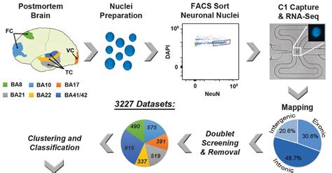 单细胞测序技术 单细胞测序 测序技术 第 页 大山谷图库