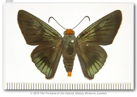 Passova Glacia Evans 1951