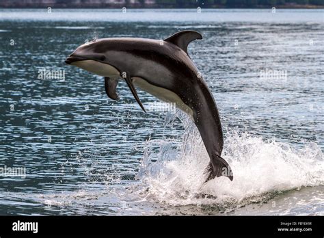 Pacific White Sided Dolphin Lagenorhynchus Obliquidens Jumping In