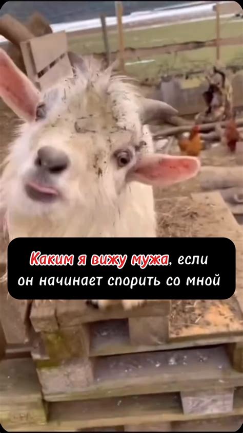 Mr Funnymood смех жиза юмор шутки приколы умора москва отношения семья мужижена