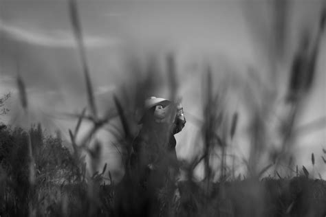 Texas State Sigma Phi Texas State Sigma Phi Lambda