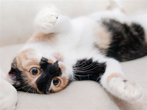 내 귀여운 고양이 고양이 자랑 1등 하는 방법