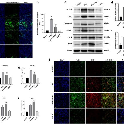 5 Mtp Suppressed Nlrp3 Mediated Pyroptosis And Activated The Nrf2 Ho 1 Download Scientific