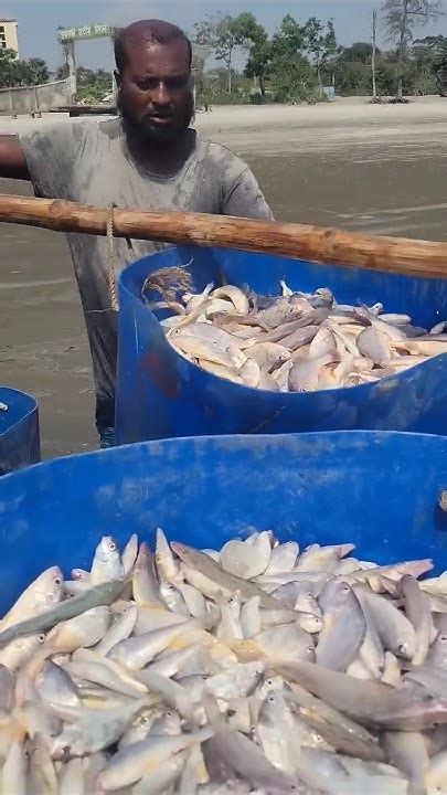 দেখুন জেলেরা কি কষ্ট করে মাছ ধরে আনে 🐠 Shorts Shortsfeed Fish