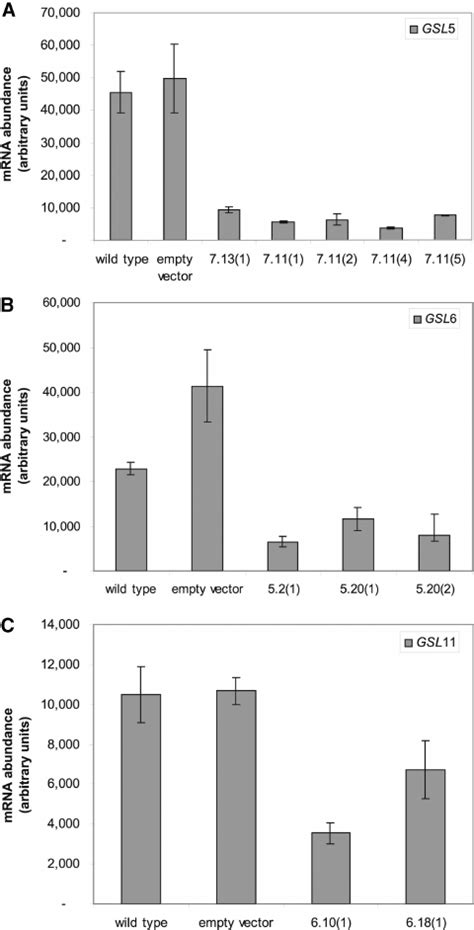 Transcript Accumulation Of Gsl Genes Is Reduced In Transgenic Dsrnai