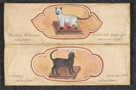 A Painted Treatise On Cats From 19th Century Thailand Flashbak