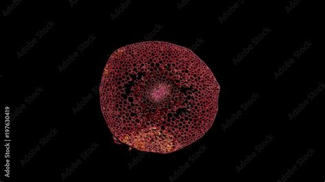Rhizome Of Psilotum Microscopic Cross Section Cut Of A Plant Stem Dark Field Dark Field
