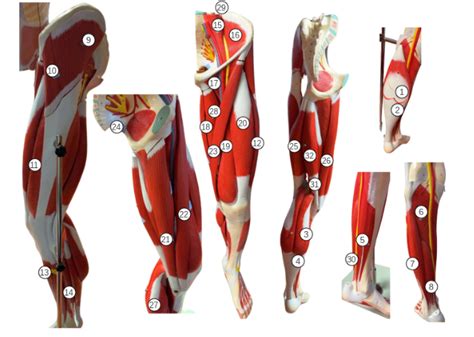 Lower Extremities Diagram Quizlet