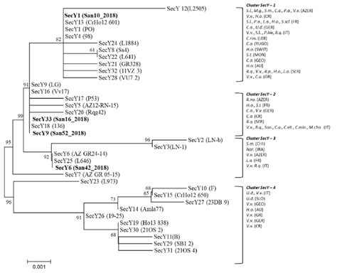 Unrooted Phylogenetic Tree Inferred From Secy Gene Nucleotide Sequences