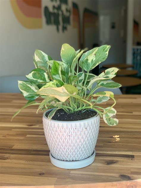 Pothos Pothos Njoy In Diamond Cream Planter Oglewood Avenue