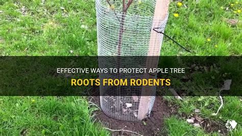 Effective Ways To Protect Apple Tree Roots From Rodents PetShun