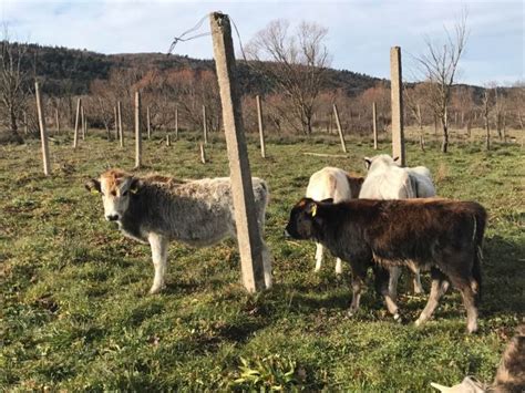 Prodajem Telad Pasmine BuŠa Prodajem Telad Pasmine BuŠa