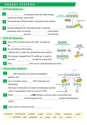 A Level Pe Energy Systems Worksheet And Answers Teaching Resources