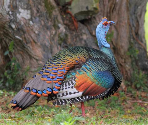 Ocellated Turkey American Bird Conservancy