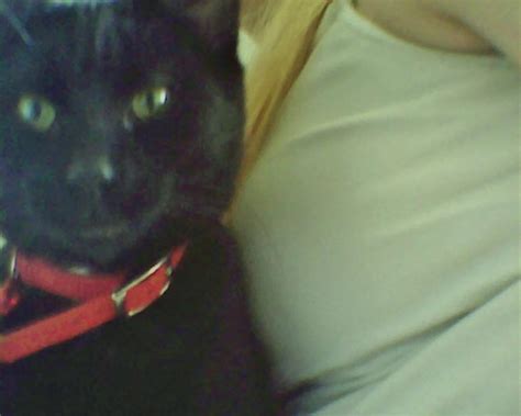 Schizo The Schizophrenic Cat By Phantomoftheshadows On Deviantart