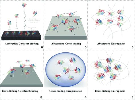 Immobilization Of Laccase By Several Methodologies In Combination A