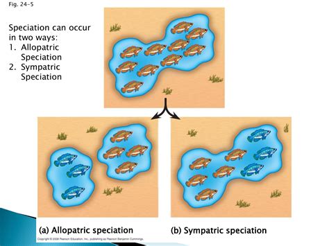 A Allopatric Speciation