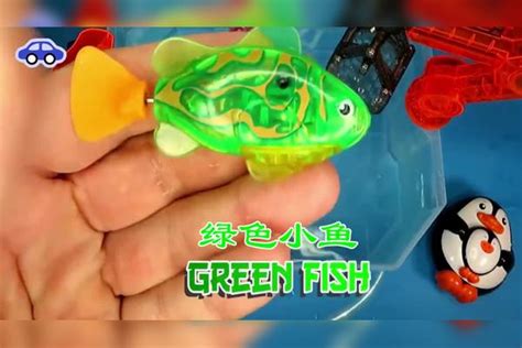 认识蓝唐王鱼和各种小鱼【彩虹桥王国】 蓝唐王 小鱼 王国