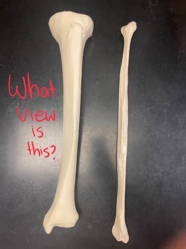 Tibia And Fibula Flashcards Quizlet