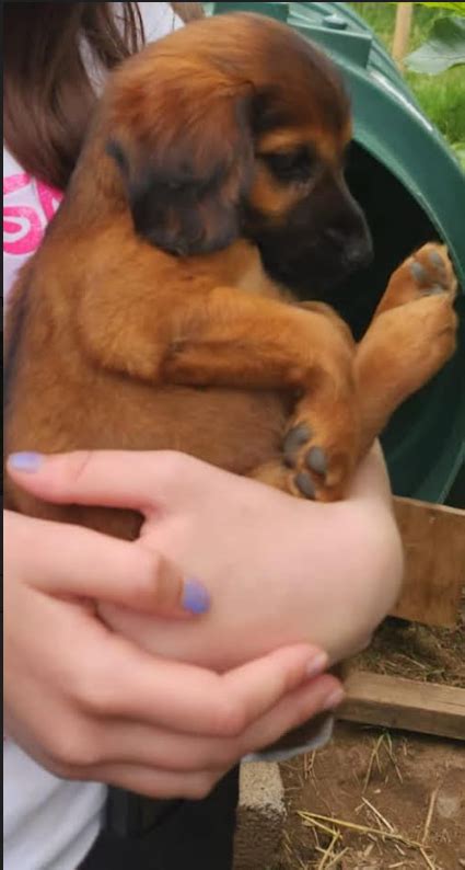 Cockapoo Puppies For Sale In Mayo Dogs For Sale Ireland