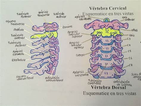 Vertebra Cervical Lateral Y Anterior Anatomía Vértebra Cervical