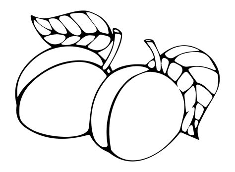 Как нарисовать сливу карандашом