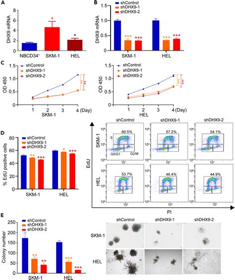 Dhx9 Mediated Pathway Contributes To The Malignant Phenotype Of Myelodysplastic Syndromes Iscience