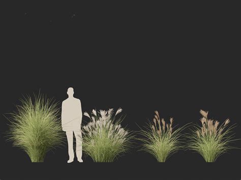 Miscanthus Sinensis Gracillimus Chinese Silver Grass 3d Model Cgtrader