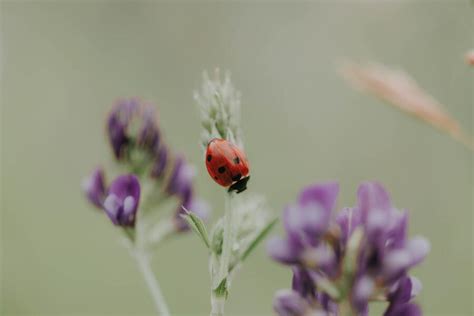 11 Dead Ladybug Spiritual Meanings And Symbolism