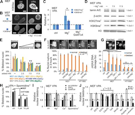 Increased Extracellular Divalent Cations Or Cationic Polyamines