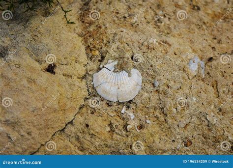 Ancient Seashell Fossil In Limestone Rock Stock Image Image Of
