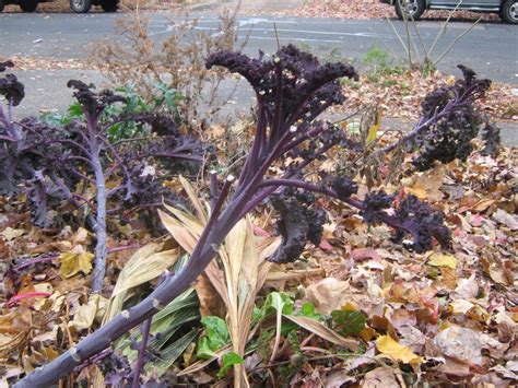 Edible Forest Garden Cookery Fall Sea Kale Medley