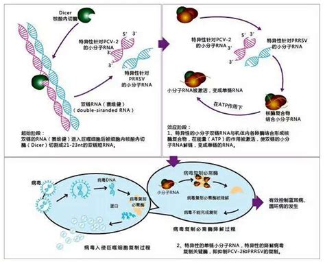 巨噬细胞作用 巨噬细胞工作细胞 工作细胞动画巨噬细胞 第10页 大山谷图库