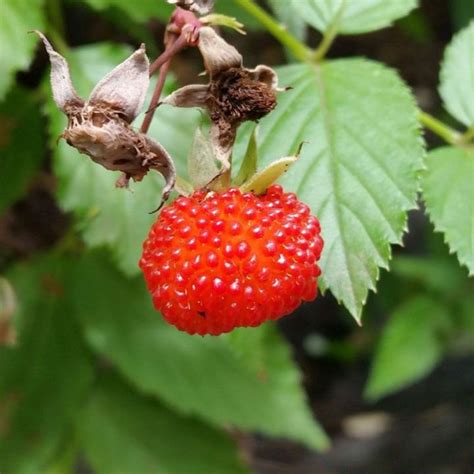 Seed S High Germination Rate Raspberry Rubus Probus Lazada Ph