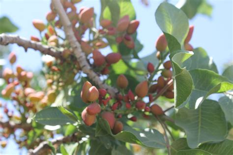 Flattening The Alternate Bearing Curve In Pistachio West Coast Nut