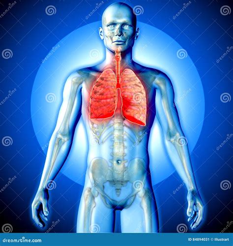 3D Render Of A Medical Image Of A Male Figure With Lungs Highlighted